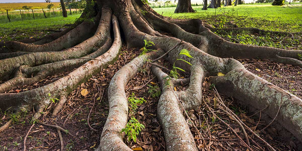 Do Tree Roots Grow Back If You Cut Them? - Blade Runner Tree Service