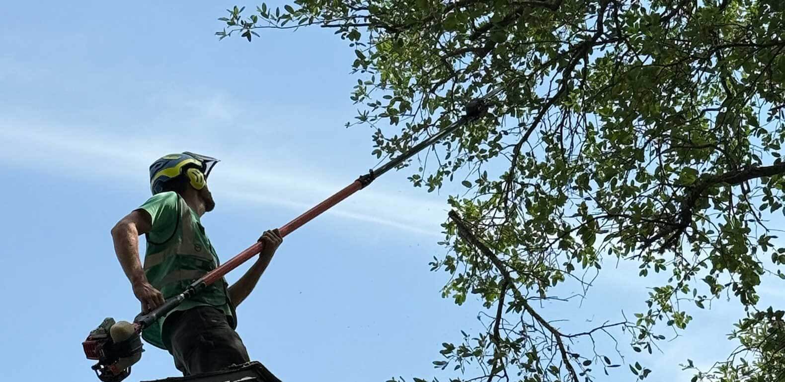 How Often Should You Trim Your Trees in Cedar Park, TX? - Blade Runner ...