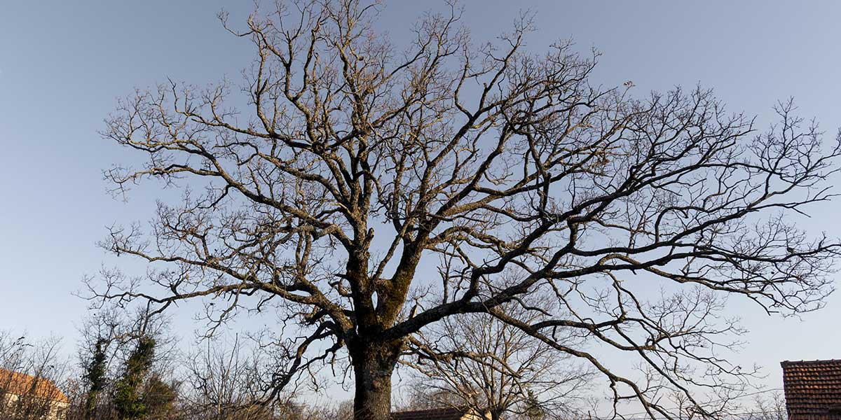 How To Tell if a Tree Is Dead or Dormant in Georgetown, TX - Blade ...