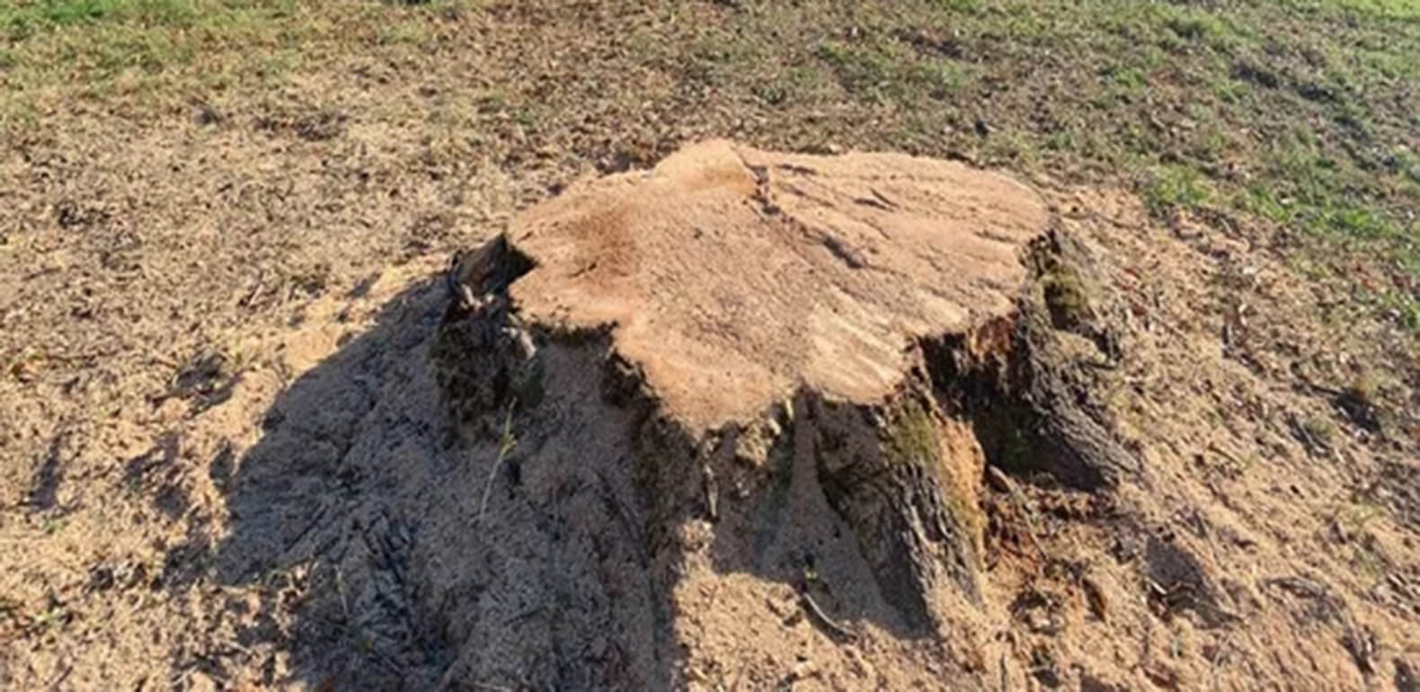 What’s the Difference Between Stump Grinding and Stump Removal? - Blade ...