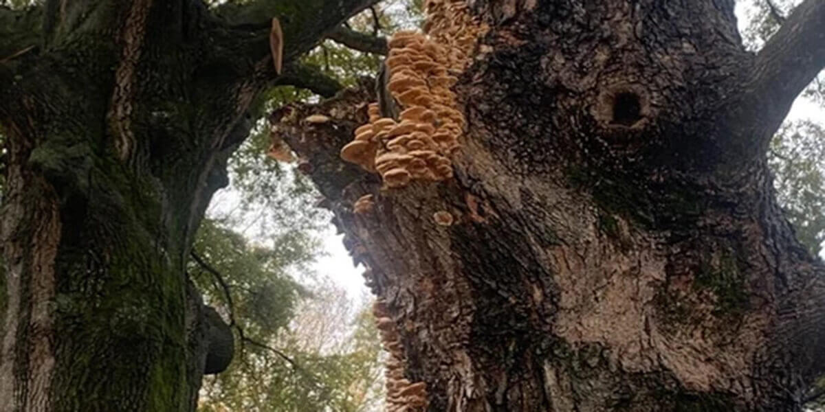 How To Tell If Your Tree Is Dying or Dead - Blade Runner Tree Service