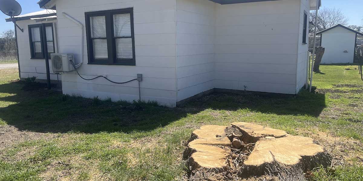 Does Cutting Down Trees Increase Property Value in Hays County, TX ...