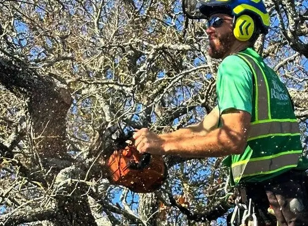Photo Gallery | Blade Runner Tree Service