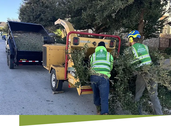 Tree Service Austin | Expert Tree Removal & Trimming