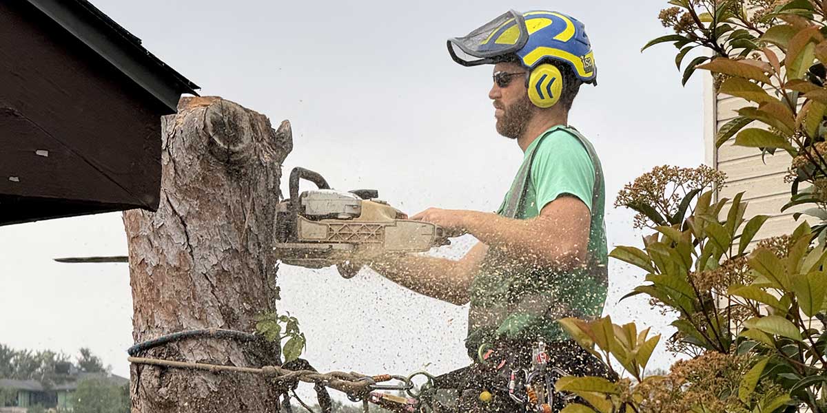 Understanding Different Types of Tree Removal in Travis County, TX ...